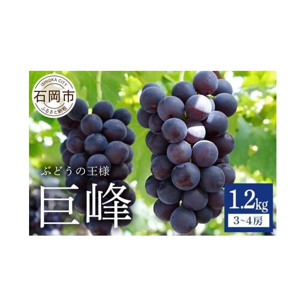 容量巨峰1.2kg（3〜4房）発送期日※天候により出荷時期が前後する場合がございますので予めご了承ください。【注意事項】※申し訳ございませんが、沖縄県、伊豆諸島（大島・八丈島を除く）及び小笠原村（小笠原諸島）への発送はお受け出来ません。◆以...