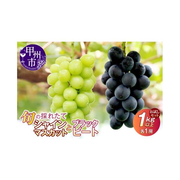 容量シャインマスカット＆ブラックビート 1.0kg以上（各1房）消費期限到着次第、お早めにお召し上がりください。発送期日2026年8月中旬〜9月下旬頃、順次発送予定※天候や収穫状況により出荷に変動がございます。（※沖縄・離島へのお届けはでき...