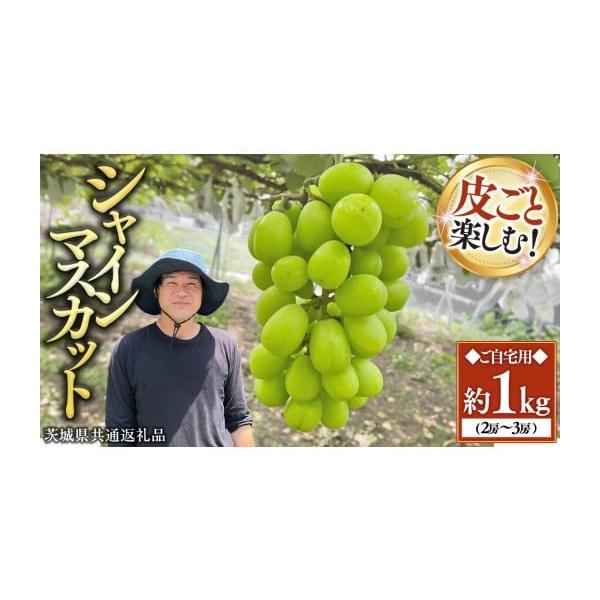 容量２〜３房 合計約１kg消費期限到着後、お早めにお召し上がりください。発送期日2026年9月中旬よりお申込み順に発送発送開始後は、入金確認より2週間前後で発送配送常温 別送申込期日2026年8月中旬事業者鈴木農園申込条件何度も申し込み可