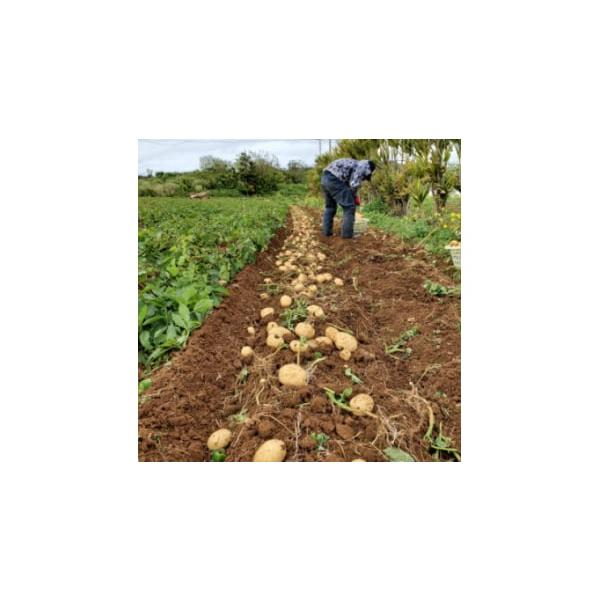 容量■お礼品の内容について・伊仙町特産品　有機栽培ばれいしょ　[10kg]原産地:鹿児島県伊仙町消費期限■賞味期限:出荷日+1週間発送期日2026-02-20〜2026-04-05　※離島にはお届けできません。配送常温 別送申込期日〜202...