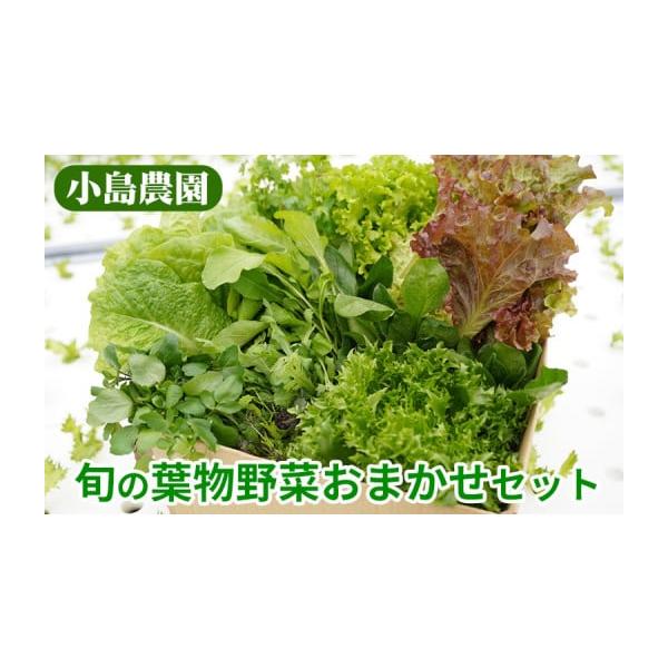 容量葉物野菜7品目（3〜4人分）発送期日14日以内に発送いたします配送冷蔵 別送申込期日通年事業者小島農園申込条件何度も申し込み可