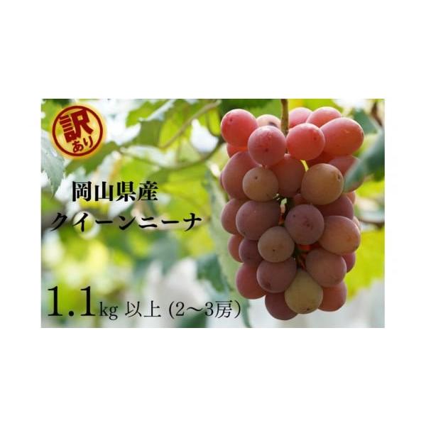 容量【家庭用】クイーンニーナ 2〜3房 合計1.1kg以上岡山県内産（5条8号ハ）※お届け日、時間の指定は申し訳ないですが、お受けできません。※果物は大変傷みやすいです。受取後すぐにお品の状態をご確認ください。※天候によりまれに種が入る事が...