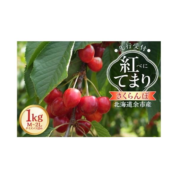 容量さくらんぼ「紅てまり」（M〜2Lサイズバラ詰め）500ｇ×2パックを段ボール1箱に梱包して冷蔵便にてお送りいたします。消費期限【賞味期限】発送日より冷蔵保存で4日間※お早めにお召し上がりください。発送期日2026年7月上旬頃〜7月中旬頃...