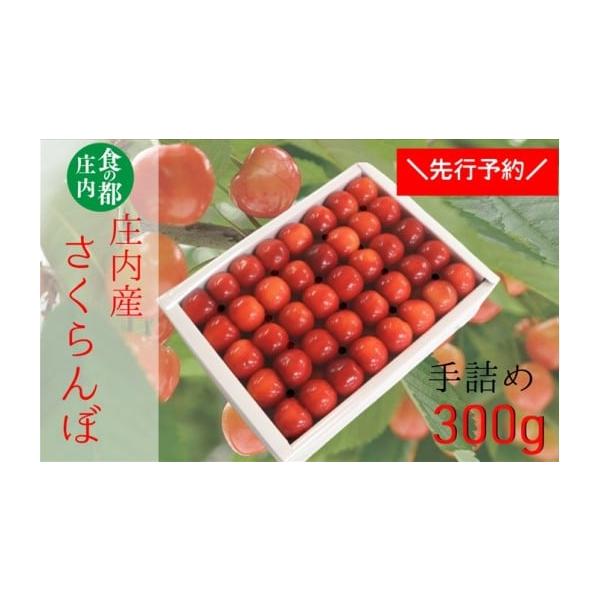 容量さくらんぼ佐藤錦　約300g×1パック手詰め　秀品　Lサイズ以上※写真はイメージです。※さくらんぼの色づきは気象条件により大幅に変わることもございます。消費期限※到着後、お早めにお召し上がりください。（要冷蔵）発送期日【先行予約品です】...
