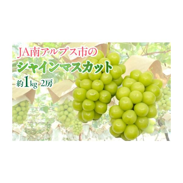 容量シャインマスカット 2房 約1kg  （1房あたり約450g〜550g×2房）※天候不順により房数のバラ付きがある場合があります。【提供】ＪＡ南アルプス市消費期限出荷日+3日程度※天候や収穫状況によりお届けが前後することがあります。台風...