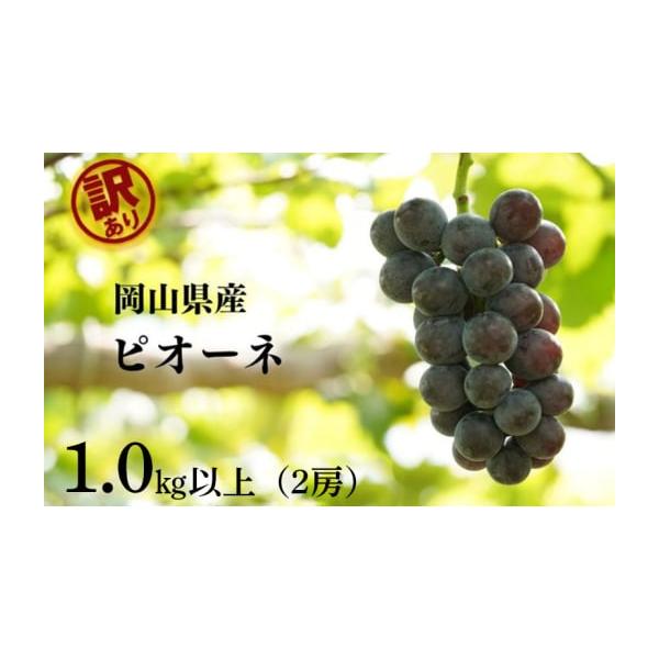 容量ニューピオーネ 2房 合計1.0kg以上岡山県内産（5条8号ハ）※お届け日、時間の指定は申し訳ないですが、お受けできません。※果物は大変傷みやすいです。受取後すぐにお品の状態をご確認ください。※天候によりまれに種が入る事があります。※お...