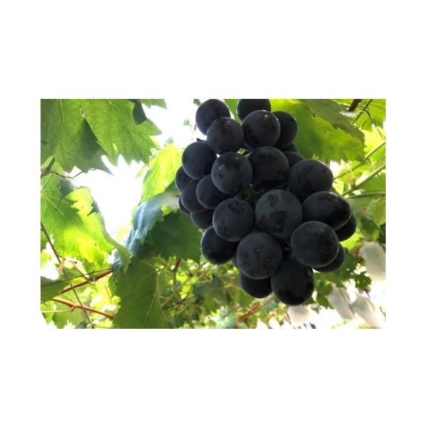 容量訳あり黒ブドウ2房入（1kg以上）※藤稔、巨峰、ブラックビートからお任せ1種2房消費期限【賞味期限】出荷日から5日程度【保存方法】冷蔵保存発送期日【配送可能期間】2026年8月上旬〜中旬配送可能期間より順次発送【配送不可地域】北海道、沖...