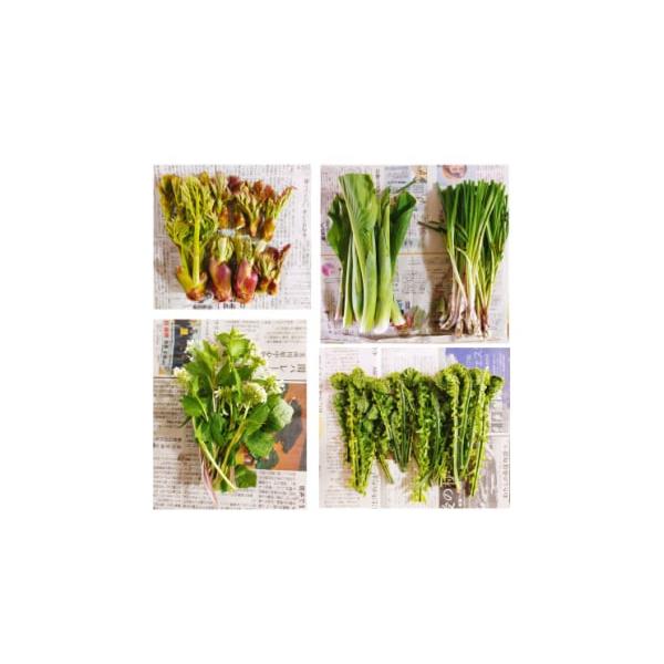 容量■お礼品の内容について・山菜セット[段ボール1箱(内寸:長さ314×幅221×深さ141mm)]原産地:青森県十和田市■原材料:お礼品に記載※アレルギー物質などの表示につきましては、お礼品に記載しています。■注意事項／その他下記について...