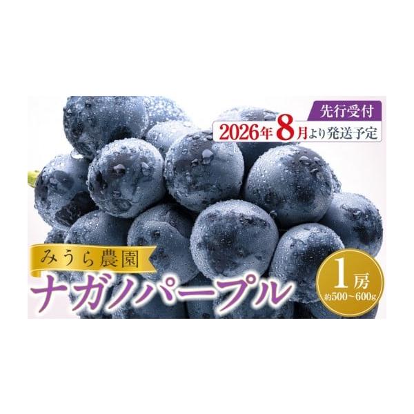 容量ナガノパープル １房（約500〜600g）消費期限出荷後1週間保存方法：冷蔵庫の野菜室で保存いただき、お早めにお召し上がりください。発送期日8月下旬以降準備でき次第順次発送※生育状況により変更になる場合がございます。配送常温 時間指定 ...