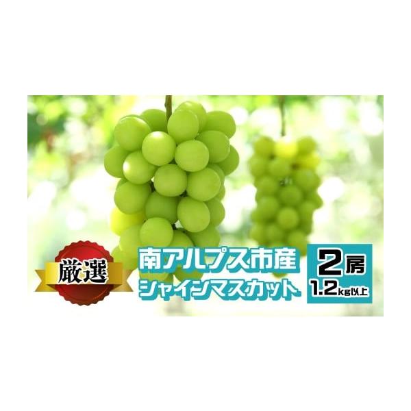 容量南アルプス市産 シャインマスカット 1.2kg 2房   消費期限到着から5日発送期日2026年9月上旬〜9月下旬※離島、沖縄県にはお届けできない返礼品です。※発送時期につきましては例年の発送時期になっております。その年の天候や発育状況...