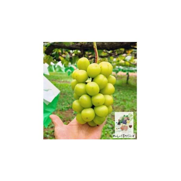 容量■お礼品の内容について・2025年発送 信州高山村【新鮮朝採り】シャインマスカット[ひと房 500g以上]原産地:長野県上高井郡高山村消費期限■賞味期限:出荷日+7日発送期日2026-09-15〜2026-11-12　※離島にはお届けで...