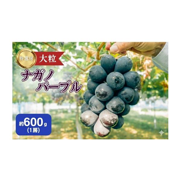 容量信州産【特選房大粒】「ナガノパープル」約600g（1房）消費期限冷蔵：発送から7日発送期日2026年9月中旬〜10月上旬配送冷蔵 別送申込期日2026年9月25日まで事業者竜東園申込条件何度も申し込み可