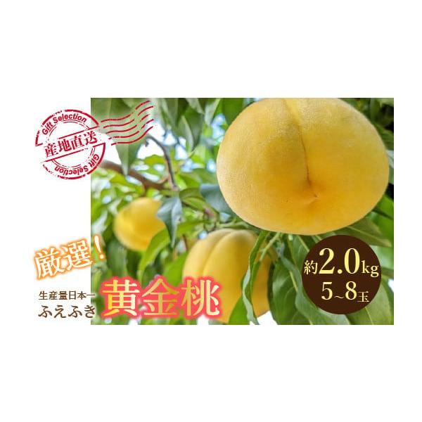 容量厳選！山梨県笛吹市産 黄金桃 約2kg (5〜8玉)消費期限賞味期限：出荷日から5日発送期日8月中旬〜9月下旬発送　※天候や生育状況により前後する場合がございます。配送冷蔵 別送申込期日〜8／15　※天候や生育状況により前後する場合がご...