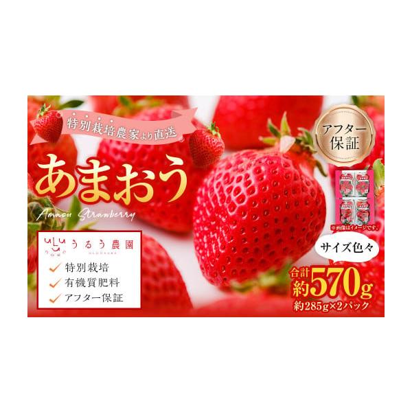 容量約570g（約285g×2パック）※サイズは「M、L、2L、3L、4L、G（グランデ）」の中からおまかせとなります。消費期限発送日より5日発送期日2026年3月上旬〜2026年4月下旬発送予定配送冷蔵 別送申込期日3月〜4月発送：202...