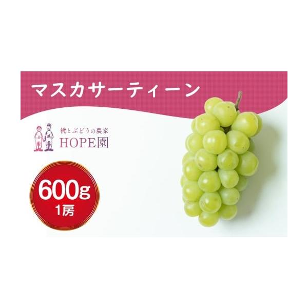 容量マスカサーティーン　1房　600ｇ消費期限出荷日から4日発送期日9月下旬〜10月下旬※離島、沖縄県にはお届けできない返礼品です配送冷蔵 時間指定 別送申込期日〜9／15まで事業者合同会社HOPE園申込条件何度も申し込み可、オンライン決済限定