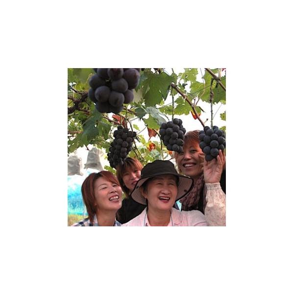 容量■お礼品の内容について・ニューピオーネ[2kg以上(3〜6房※数はお選びいただけません)]　　原産地:岡山県津山市消費期限■賞味期限:発送日から7日発送期日2026-08-19〜2026-09-25　※離島、北海道、沖縄県にはお届けでき...