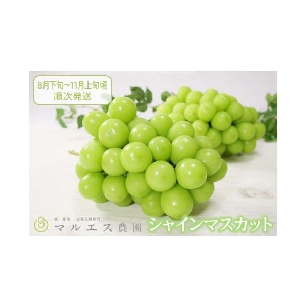 容量シャインマスカット2房〜3房（合計1.5kg以上）消費期限到着次第、お早めにお召し上がりください。発送期日2026年8月下旬〜11月上旬頃、順次発送予定※天候や収穫状況により出荷に変動がございます。（※沖縄・離島へのお届けは出来ません。...