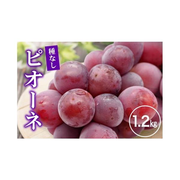 容量ピオーネ1.2kg発送期日配送冷蔵 別送事業者開田ぶどう園申込条件何度も申し込み可