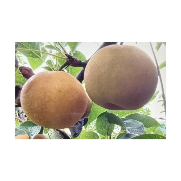 容量鳥取県産”新甘泉” 約5kg （10〜18玉）消費期限賞味期限：できるだけお早めにお召し上がりください。保存方法：高温多湿を避け、直射日光の当たらない場所で保存してください。発送期日９月中旬〜 ※育成状況により出荷時期が前後する場合がご...