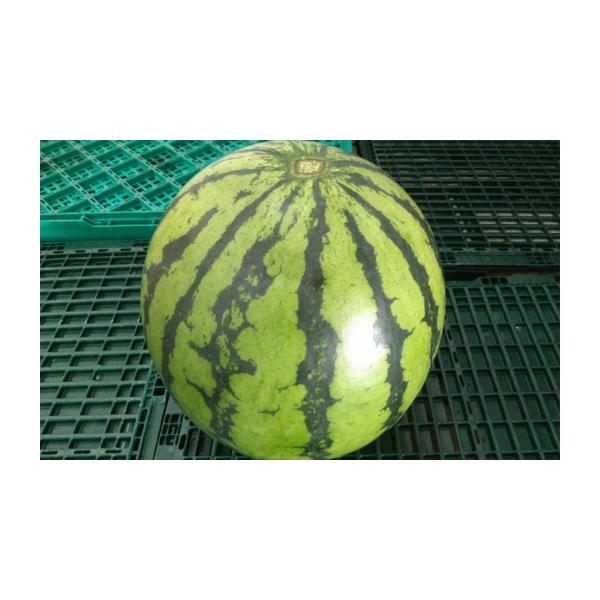 容量1玉（8kg以上）消費期限賞味期限：到着後1週間発送期日2026年4月下旬〜7月上旬発送予定配送常温 時間指定 別送申込期日2026年6月15日まで寄附受付事業者株式会社ＧＧＹパッケージ申込条件何度も申し込み可