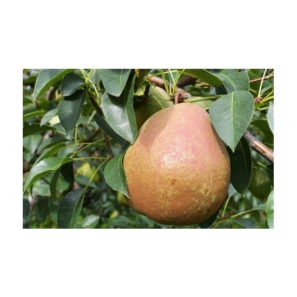 容量 約3kg消費期限なまものですので、新鮮なうちにお早めにお召し上がりください。発送期日令和8年10月上旬頃から受付順に発送いたします。※あくまでも目安でございます。天候次第で変更なることがございます。配送常温 時間指定 別送申込期日令和...