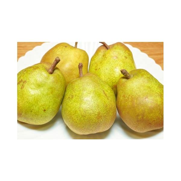 容量 約3kg消費期限なまものですので、新鮮なうちにお早めにお召し上がりください。発送期日令和8年11月中旬頃から受付順に発送いたします。配送常温 時間指定 別送申込期日令和8年10月末頃まで受付事業者熊谷農園申込条件何度も申し込み可