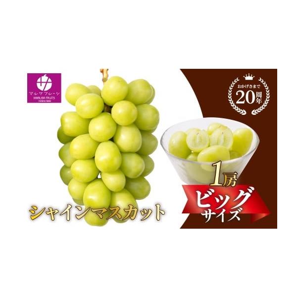 容量ビッグサイズ１房（800g〜1kg程度） 消費期限出荷日から5 日程度届いたらすぐに状態を確認していただき、冷蔵庫にて保管してください。生鮮品のため、賞味期限は短くなっております。状態をよくご確認のうえお早めにお召し上がりください。糖度...