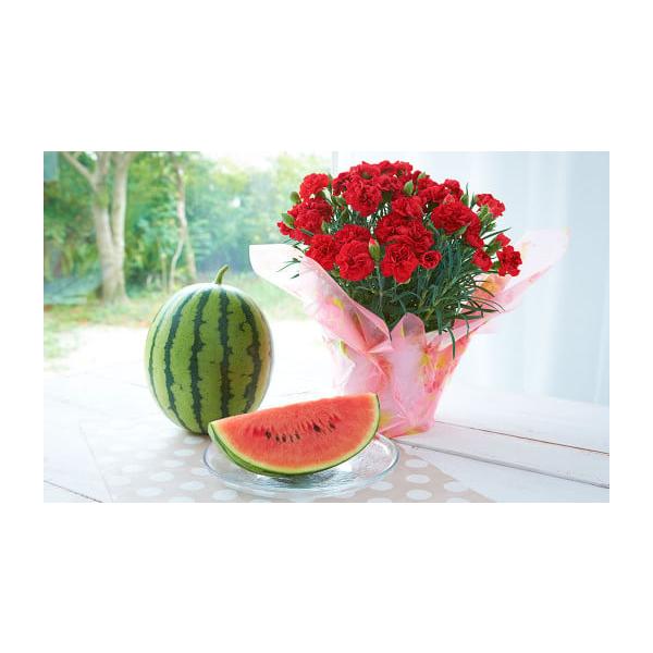 容量・小玉スイカ 1玉（1.6kg以上）・赤色カーネーション 1鉢 （5号鉢、鉢含む高さ約40cm）消費期限賞味期限：7日程度発送期日2026年5月上旬〜5月10日まで順次発送予定配送常温 時間指定 別送申込期日〜2026年04月28日申込...