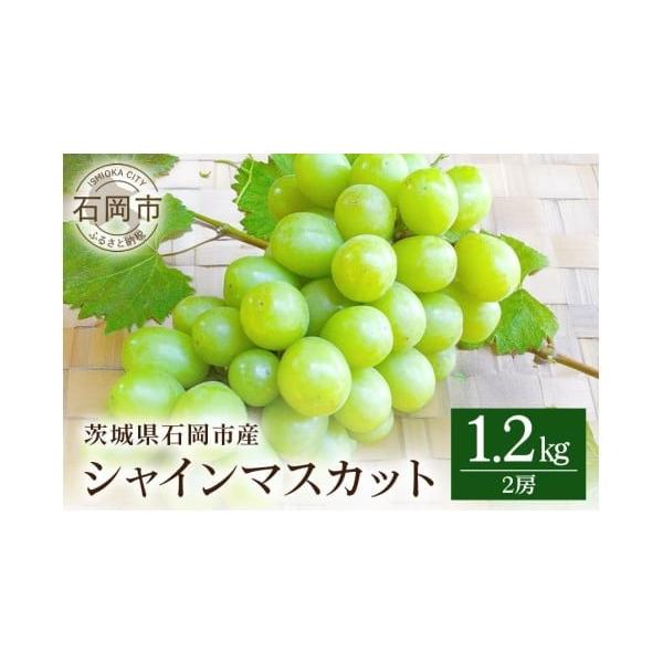 容量シャインマスカット1.2kg（2房）発送期日※天候により出荷時期が前後する場合がございますので予めご了承ください。【注意事項】※申し訳ございませんが、沖縄県、伊豆諸島（大島・八丈島を除く）及び小笠原村（小笠原諸島）への発送はお受け出来ま...