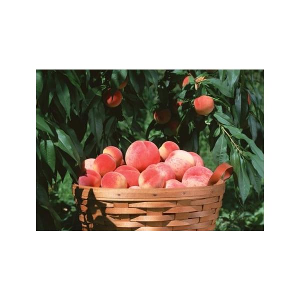 容量約2.5kg(秀4〜12玉）※品種の指定を承る事はできません消費期限1週間程度発送期日2026年8月上旬〜8月下旬配送冷蔵 時間指定 別送申込期日2026年7月31日まで事業者成生土づくり研究会申込条件何度も申し込み可