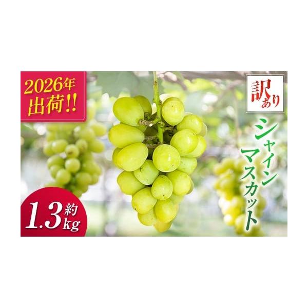 容量シャインマスカット約1.3kg※訳あり品のため、粒の大きさ不揃い・房に隙間があるもの・一部キズありのものも含まれます。消費期限出荷日より3〜5日以内保存方法:冷蔵※房の軸を湿らせたキッチンペーパー等で巻き、房ごとポリ袋にふんわりと入れ、...