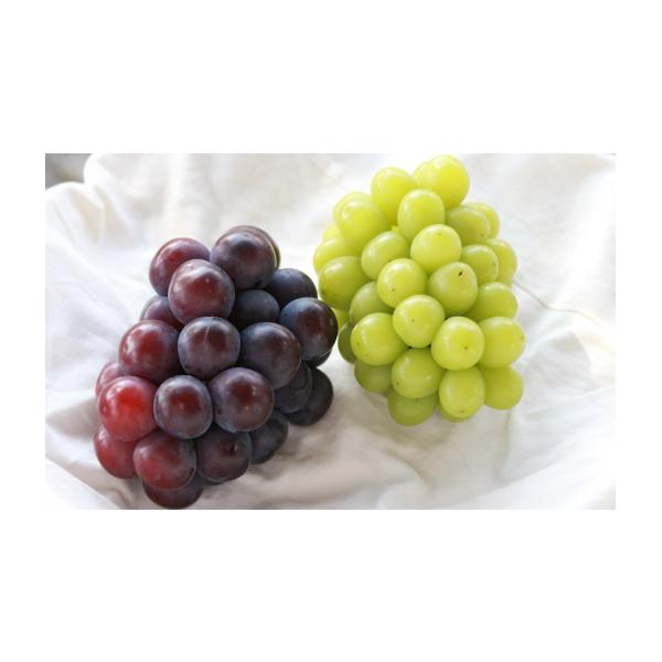 容量シャインマスカット＋ピオーネ・クイーンニーナ・オーロラブラックのいずれかが入ります。2房　約1.0kg※シャインマスカットは必ず入ります。※着色不良・粒抜け等で贈答用にはなりませんが、味は特に変わりません。発送期日9月下旬〜12月お申し...