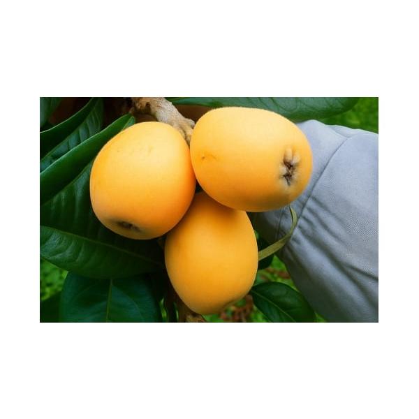 容量根獅子のびわ 250g（5〜6個）×4パック※「長崎早生（ながさきわせ）」「夏だより」「涼風（すずかぜ）」「陽玉（ようぎょく）」の中から旬のものをお届けいたします。消費期限■賞味期限到着後、なるべく早くお召し上がり下さい。発送期日202...