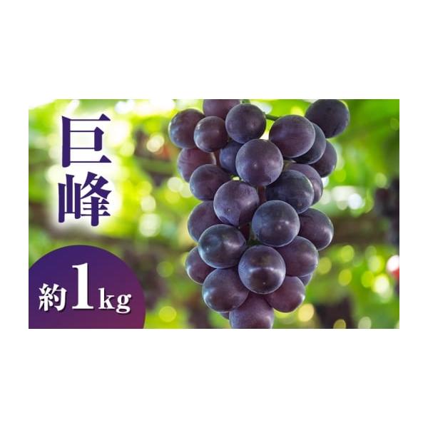 容量巨峰約1kg消費期限発送から冷蔵で5日発送期日2026年9月上旬〜9月下旬まで配送冷蔵 別送申込期日2026年8月31日まで事業者青木農園申込条件何度も申し込み可