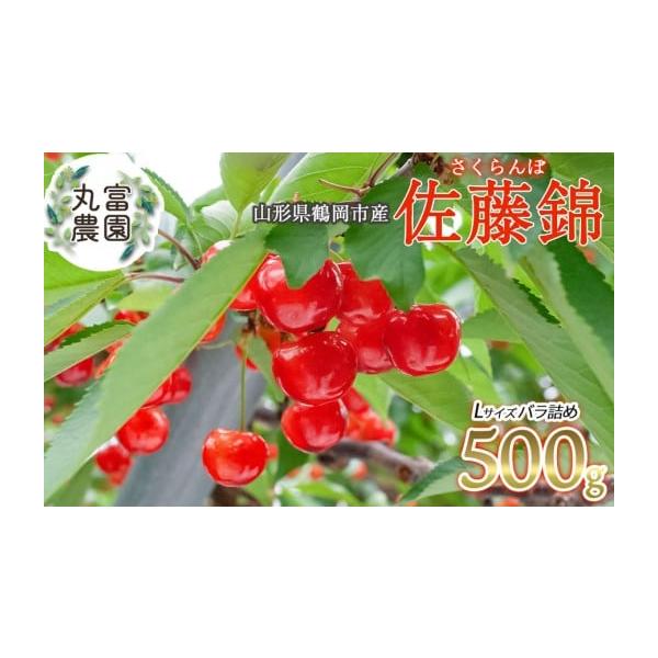 容量さくらんぼ 佐藤錦 Lサイズ バラ詰め 500g【産地名】 山形県鶴岡市産【産年】令和8年産消費期限実が柔らかく傷みやすいフルーツです。完熟の状態でお届けさせていただきます。早めにお召し上がりください。発送期日令和8年6月中旬〜6月下旬...