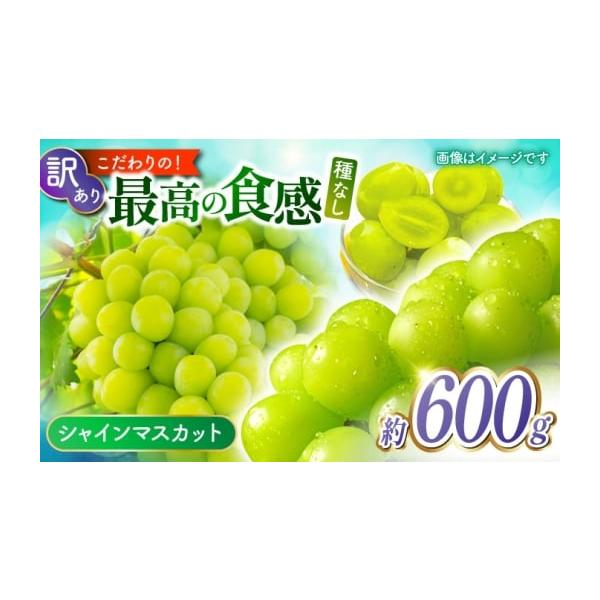 容量訳あり シャインマスカット 約600g※シャインマスカットは時期によって黄色く熟している場合がございますが、品質には問題ございません。完熟ならではの、より濃厚な甘みと風味をお楽しみいただけます。【原料原産地】熊本県山鹿市消費期限商品到着...