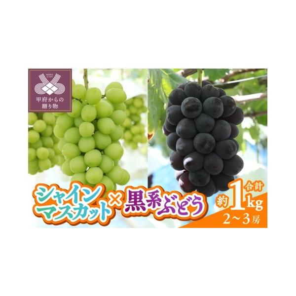 容量【内容】・甲府市産　シャインマスカット×黒系ぶどう　約1.0kg（2〜3房）【原材料】・ぶどう【賞味期限】・5日【保存方法】・常温での保存は傷みやすいため、すぐにお召し上がりいただけない場合は、冷蔵庫にて保管下さい。発送期日2026年8...