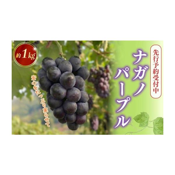 容量ナガノパープル 約1kg消費期限出荷日より冷蔵保存で一週間到着後はお早めにお召し上がりください。発送期日2026年8月上旬から順次発送予定クール便にて発送いたします※天候や収穫状況により発送が前後する場合がございます。あらかじめご了承く...