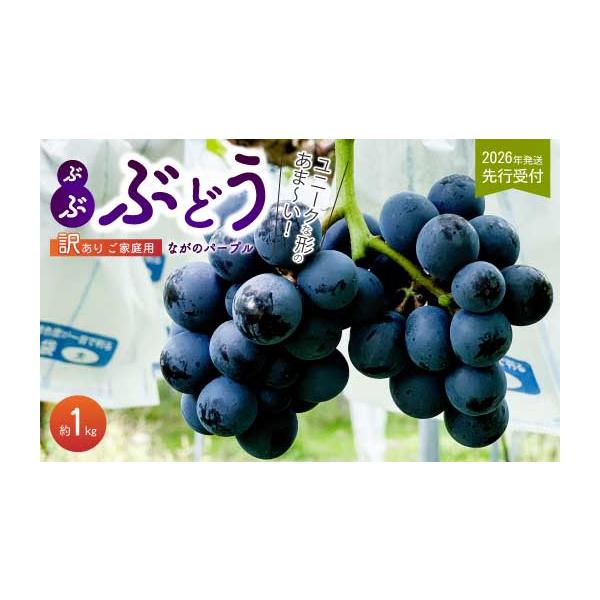 容量ぶぶナガノパープル 1kg消費期限お早めにお召し上がりください。発送期日※発送予定は2026年8月〜9月です。※天候や収穫状況によって前後する場合がございます。配送常温 別送事業者ひのきファームランド申込条件何度も申し込み可