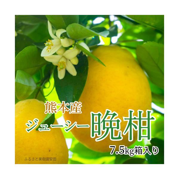 熊本産ジューシー晩柑ご家庭用7.5箱入り内容量（6.5〜7kg）S〜5Lサイズのサイズ混合12玉〜18玉入りのサイズ混合果皮の柔らかい物・黒点・シミ・大小混合となります　当店オリジナル箱でのお届けとなります。果汁が多いのでジュースやゼリーな...