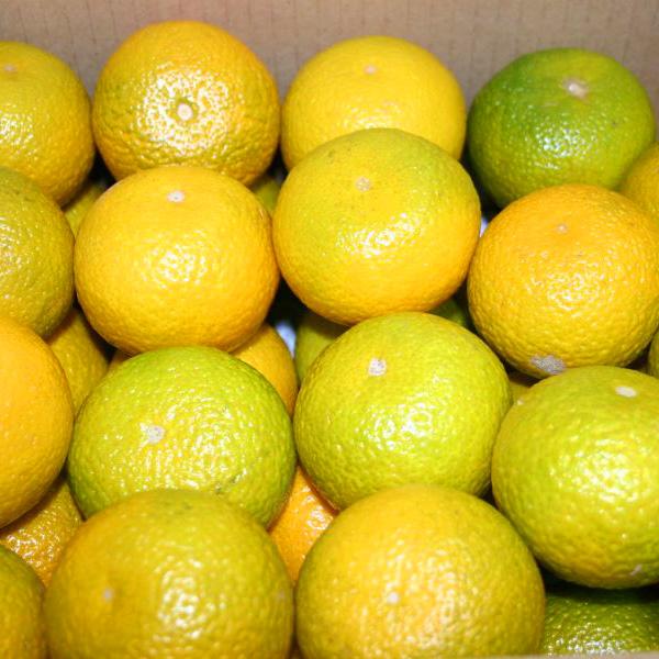 熊本産スイートスプリングの訳あり限定品です。内容量（7kg）7.5kg箱入りサイズ混合小粒が多くなります。