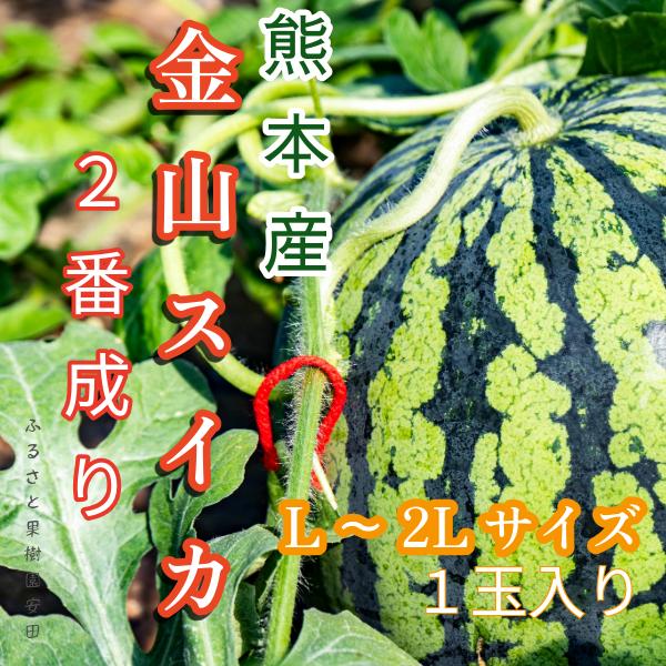 西川さんの金山スイカLサイズ〜２Lサイズの1玉入り約６kg〜７kg）収穫したてで新鮮！！収穫に合わせての発送となりますので、掲載の発送日よりお待たせする場合がございます。2番なりスイカになります。1番なりに比べればややさっぱりの味です。