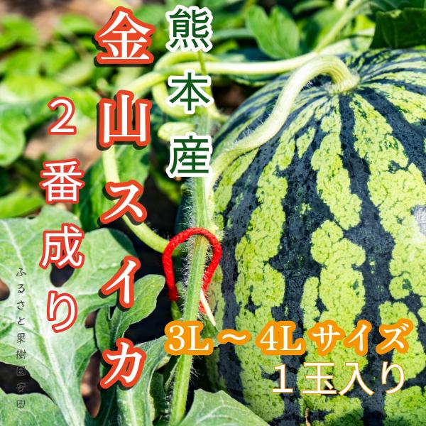 西川さんの金山スイカ３Lサイズ〜４Lサイズの1玉入り約８kg〜９kg）収穫したてで新鮮！！収穫に合わせての発送となりますので、掲載の発送日よりお待たせする場合がございます。2番なりスイカになります。1番なりに比べればややさっぱりの味です。