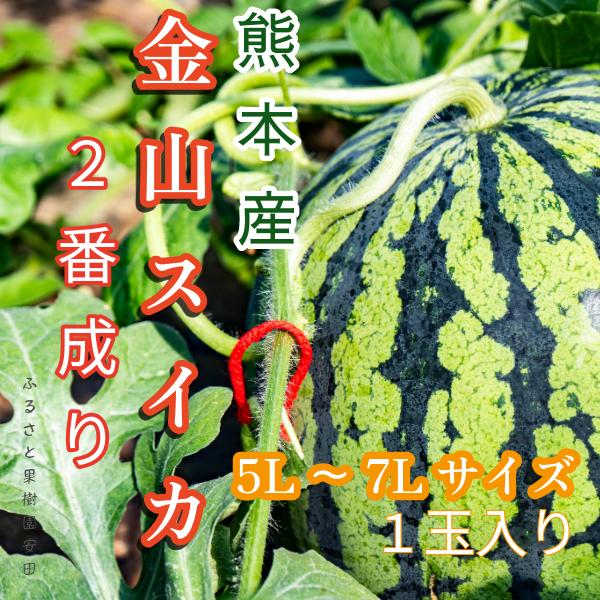 西川さんの金山スイカ5Lサイズ〜８Lサイズの1玉入り約10kg〜13kg）収穫したてで新鮮！！収穫に合わせての発送となりますので、掲載の発送日よりお待たせする場合がございます。2番なりスイカになります。1番なりに比べればややさっぱりの味です。