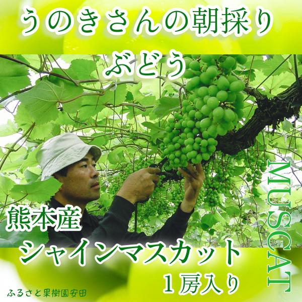 うのきさんの朝採りぶどう熊本産シャインマスカット採りたてのぶどうをお送り致します。収穫に合わせての発送の為お待たせする場合がございます。