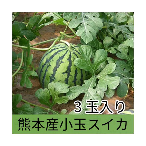 熊本ひとりじめ　熊本産の小玉スイカひとりじめ3玉入り（約2kｇ〜3kｇ）収穫したてで新鮮！！収穫に合わせての発送となりますので、掲載の発送日よりお待たせする場合もございます。一玉一玉愛情込めて作られました熊本県植木町で栽培されました小玉すい...