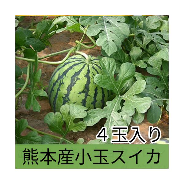 熊本ひとりじめ　熊本産の小玉スイカひとりじめ4玉入り（約2kｇ〜3kｇ）収穫したてで新鮮！！収穫に合わせての発送となりますので、掲載の発送日よりお待たせする場合もございます。一玉一玉愛情込めて作られました熊本県植木町で栽培されました小玉すい...