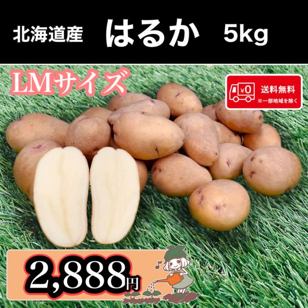 芽の周りがピンク色の品種です。芽は浅く、表面も滑らかなのでむきやすく扱いやすいです。食感はしっとりとなめらかで甘みがあります。熟成されさらに甘みが増しており深い味わいを楽しめます。煮崩れもすくないので色々なお料理にお使いいただけます♪●商品...