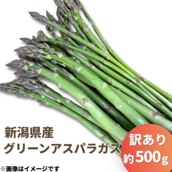 【発売日：2026年04月29日】画像はサンプルです。内容量：500g規格外・訳ありB品のため、サイズのばらつきや曲がり、穂先の開き、キズ、色むら等がある場合がございます。見た目に個体差はございますが、味や品質には問題なく、美味しくお召し上...