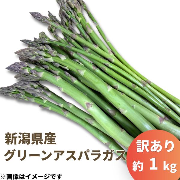 【発売日：2026年04月29日】画像はサンプルです。内容量：1kg規格外・訳ありのため、サイズのばらつきや曲がり、穂先の開き、キズ、色むら等がある場合がございます。見た目に個体差はございますが、味や品質には問題なく、美味しくお召し上がりい...